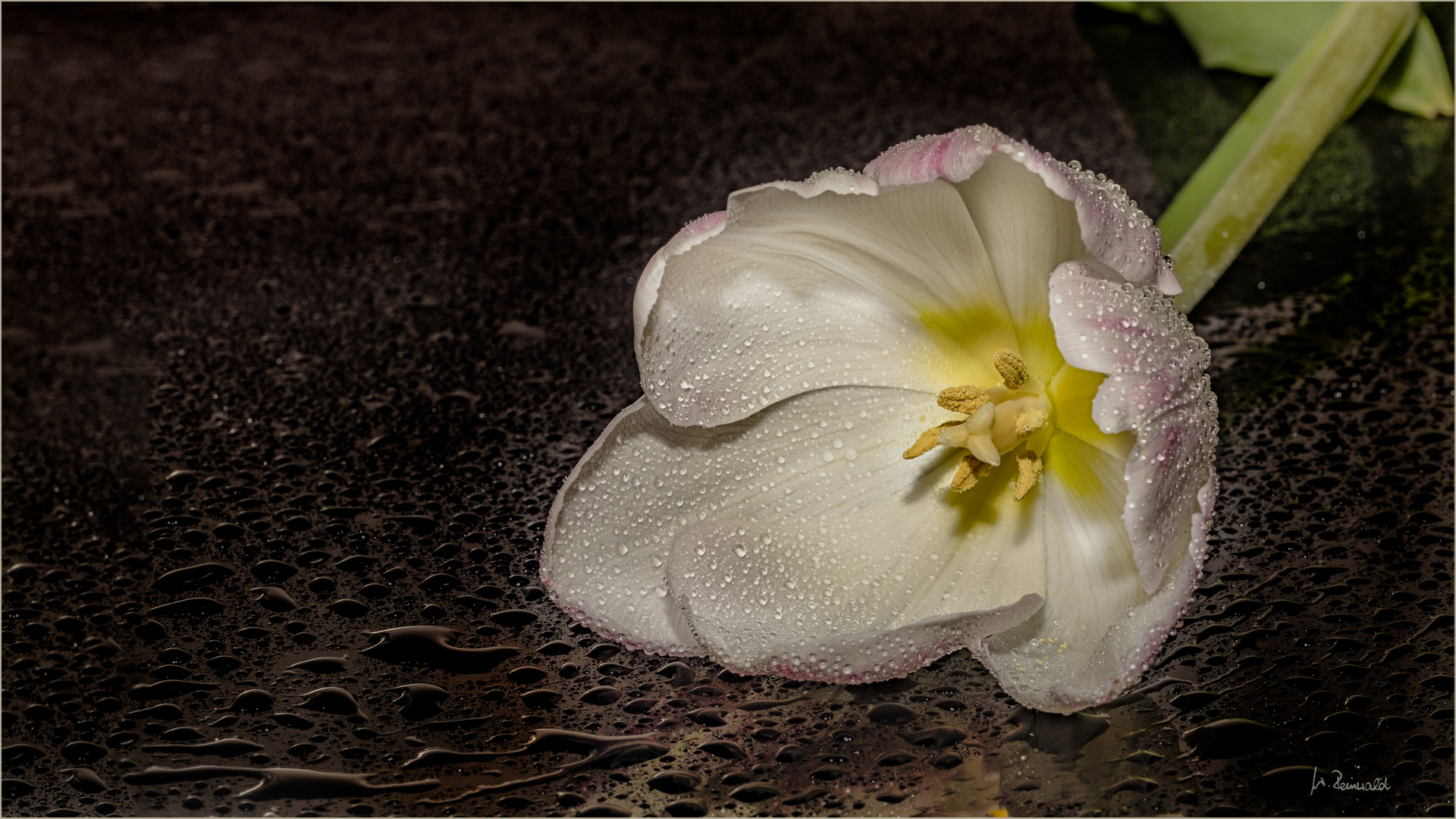 weiß °°° Foto & Bild | weiß, natur, nahaufnahme Bilder auf fotocommunity