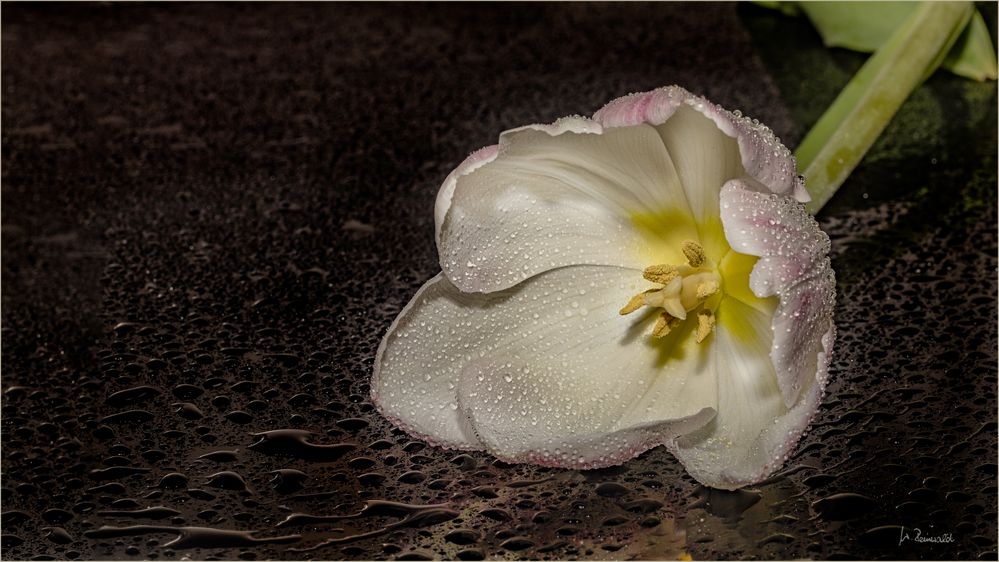 weiß °°° Foto & Bild | weiß, natur, nahaufnahme Bilder auf fotocommunity