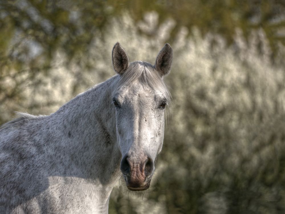 Weiß auf weiß Foto & Bild | natur, hdr, pferde Bilder auf fotocommunity