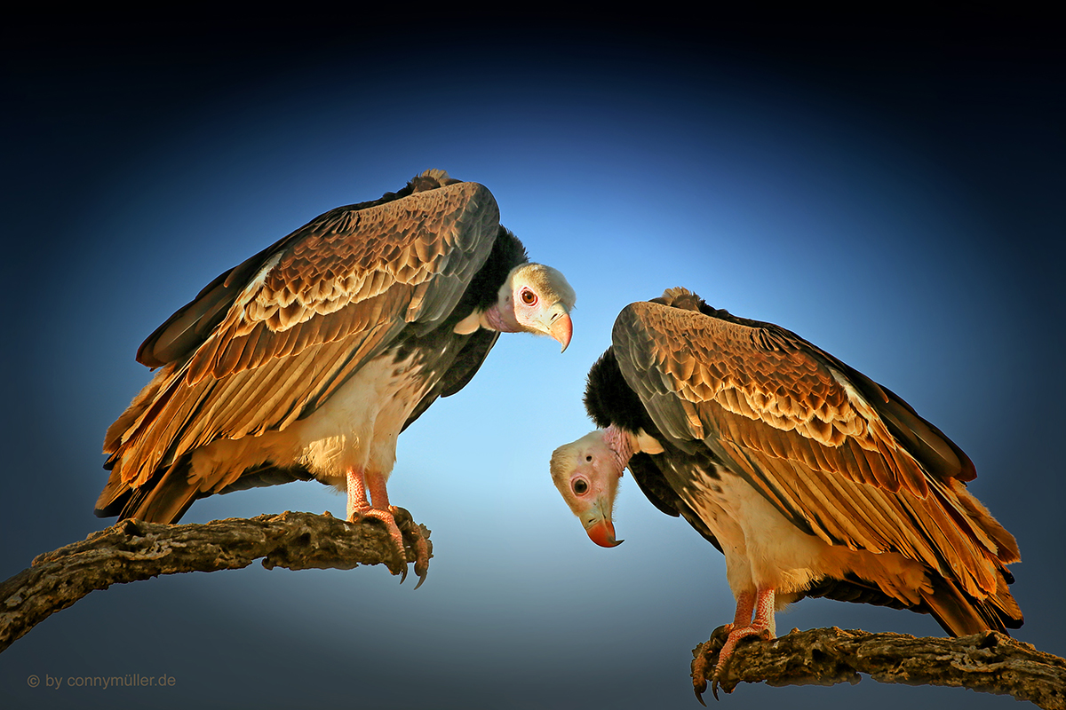 Weiß der Geier Foto & Bild | tiere, wildlife, wild lebende vögel Bilder ...