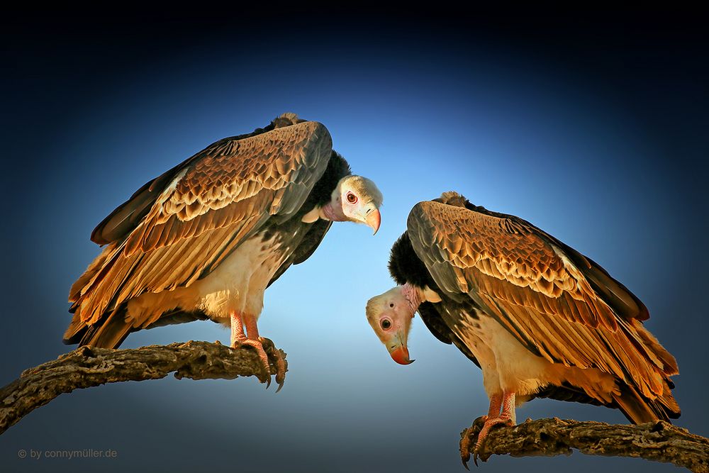 Weiß der Geier Foto & Bild | tiere, wildlife, wild lebende vögel Bilder ...