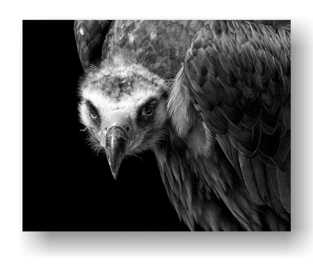 Weiß der Geier Foto & Bild | tiere, zoo, wildpark & falknerei, vögel ...