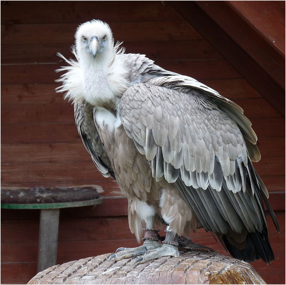 weiss der geier... Foto & Bild | tiere, zoo, wildpark & falknerei ...