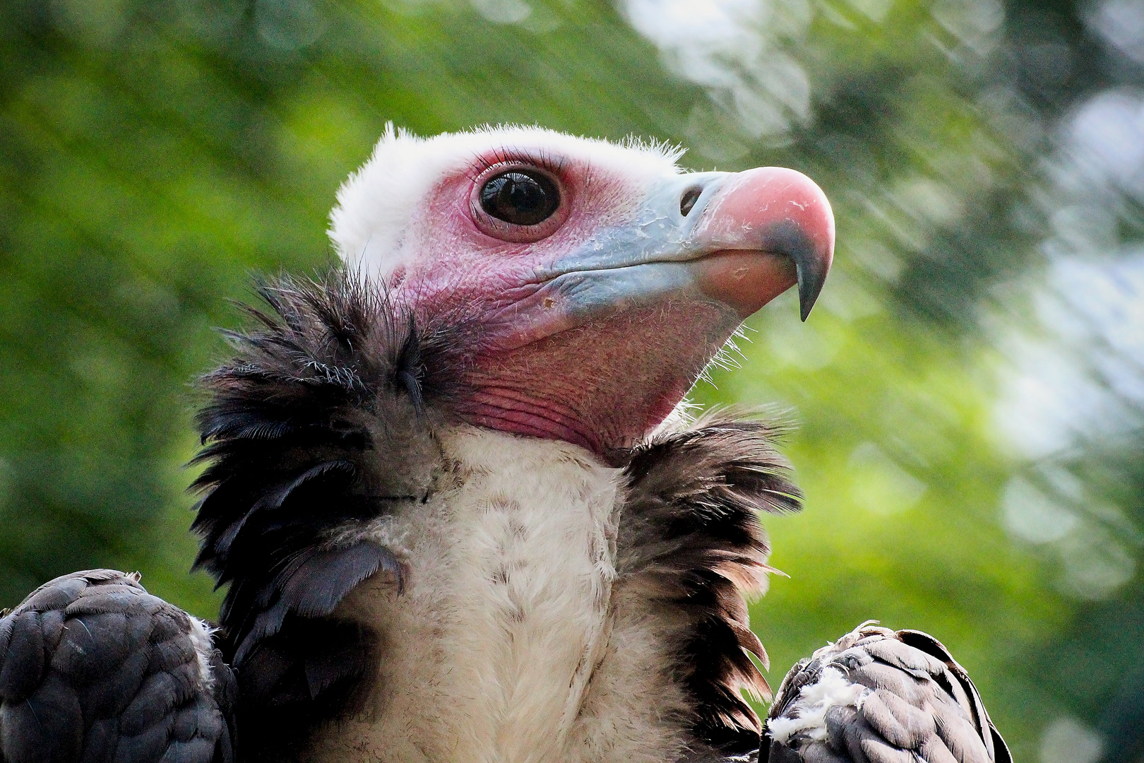 Weiß der Geier..... Foto & Bild | natur, porträt, zoo Bilder auf ...
