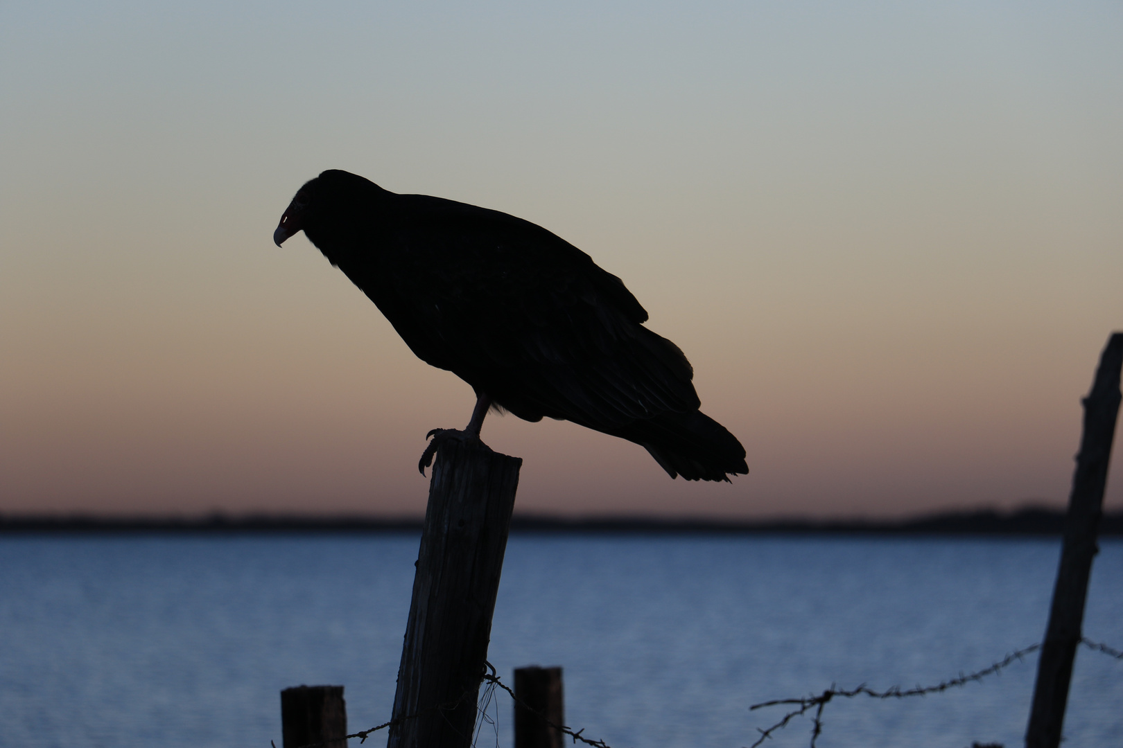 Weiß der Geier Foto & Bild | tiere, wildlife, wild lebende vögel Bilder ...