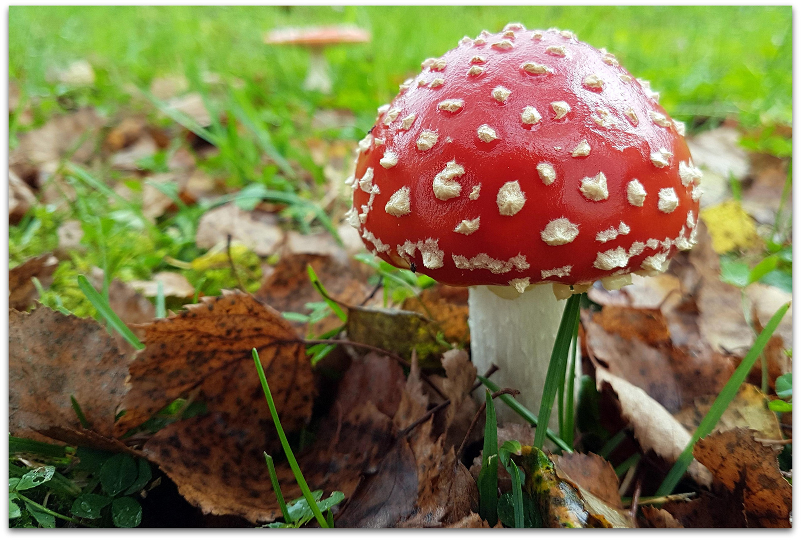 weiß getupft Foto & Bild | natur, pflanzen, pilze & flechten Bilder auf ...