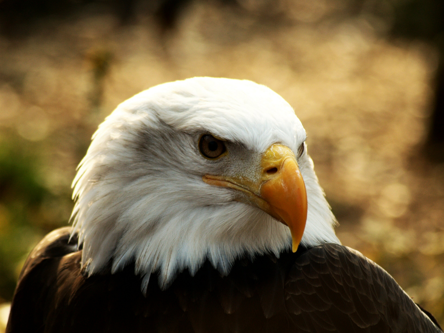 Weiß Kopf See Adler Foto & Bild | tiere, zoo, wildpark & falknerei ...