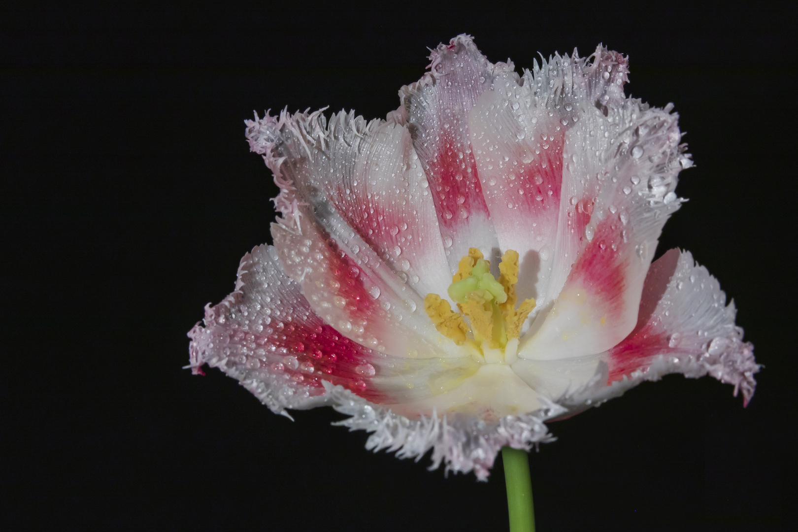 Weiss Rot Gelb Grün 2 Foto & Bild | pflanzen, pilze & flechten, blüten ...