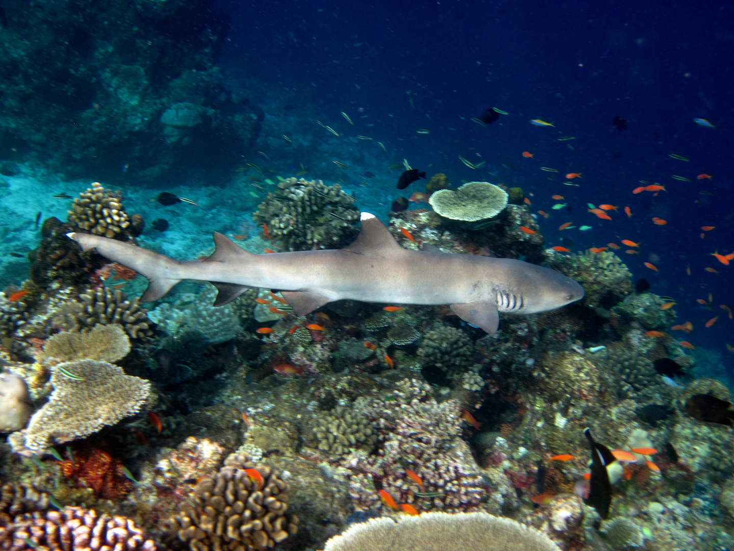 Weiss-Spitzen-Riffhai Foto & Bild | sport, wassersport, im unter-wasser ...