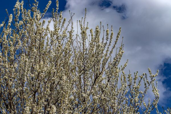 Sträucher Bilder & Fotos