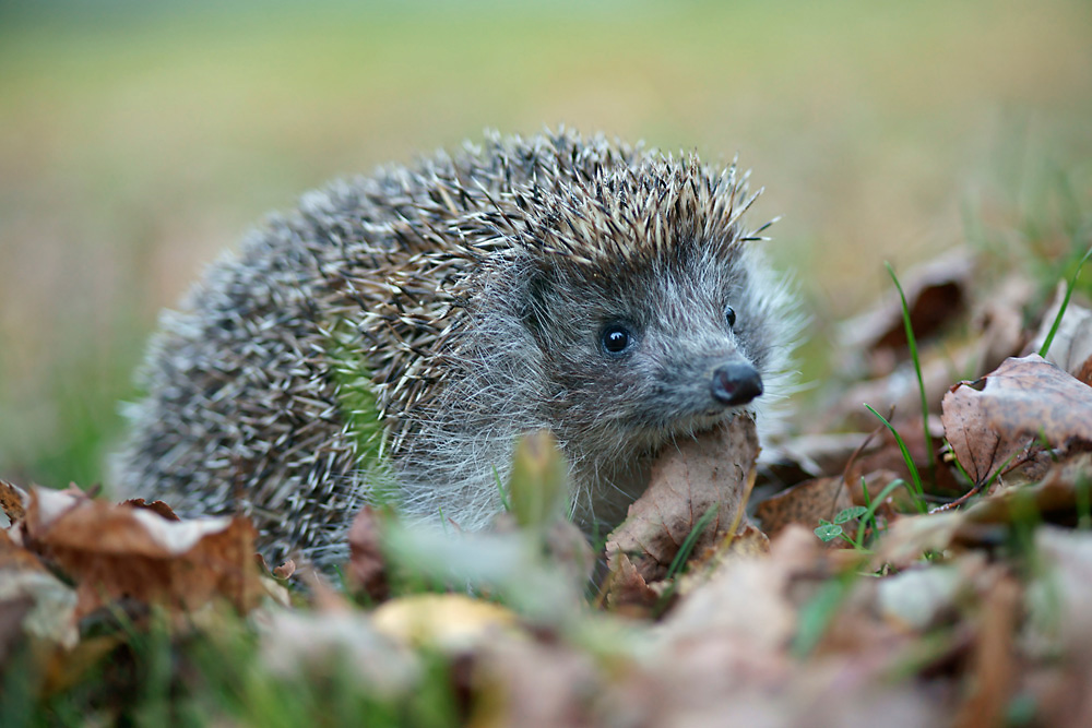 Weißbrustigel Foto & Bild | tiere, zoo, wildpark & falknerei ...