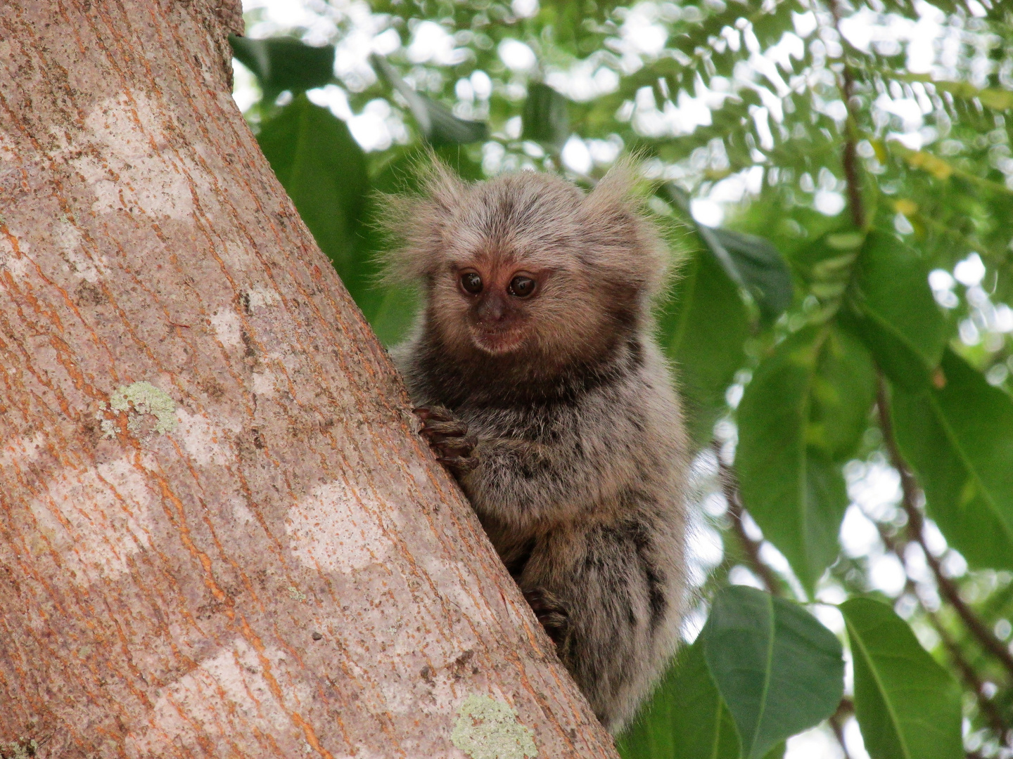 Weissbüscheläffchen Foto & Bild | world, natur, tiere Bilder auf ...