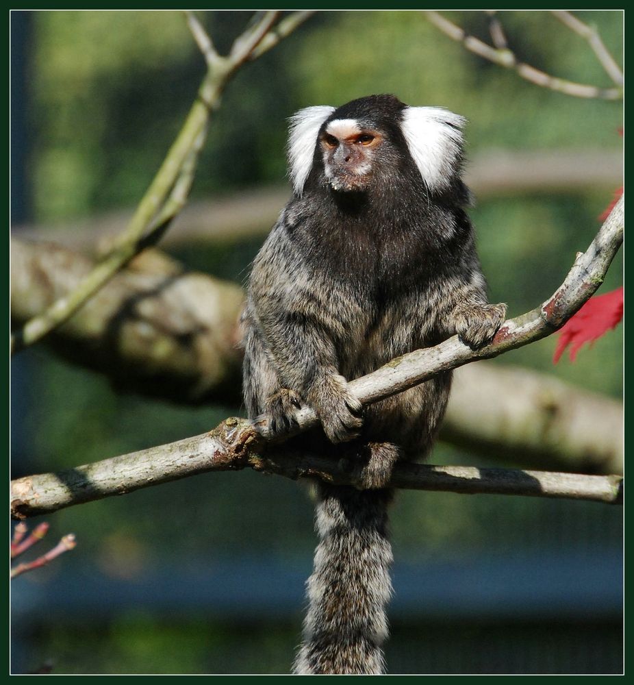 Weißbüscheläffchen Foto & Bild | tiere, zoo, wildpark & falknerei ...