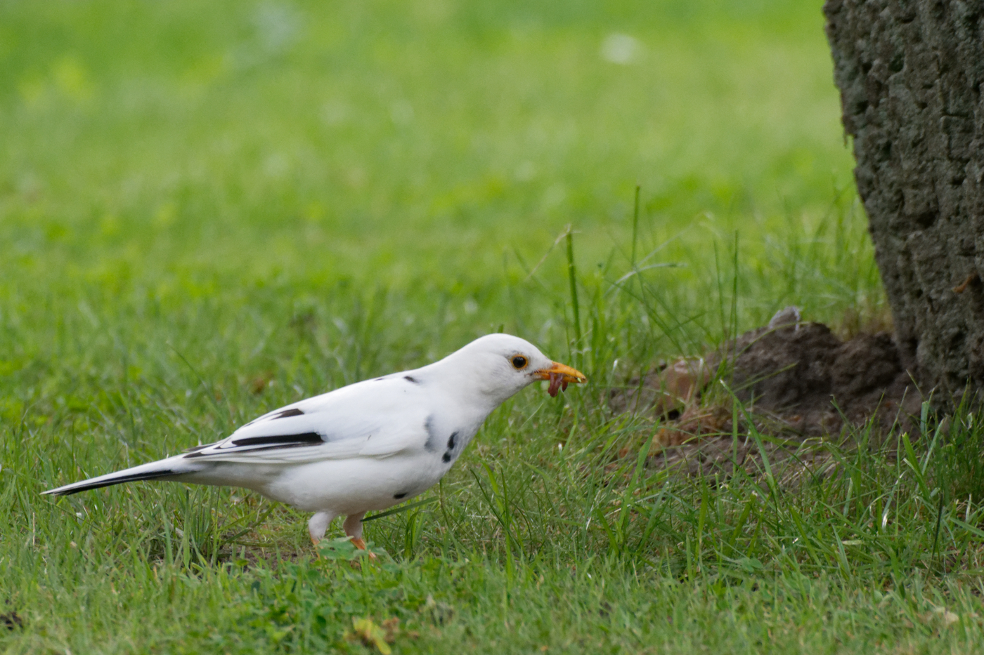 Weisse Amsel Foto & Bild | natur, vögel, deutschland Bilder auf ...