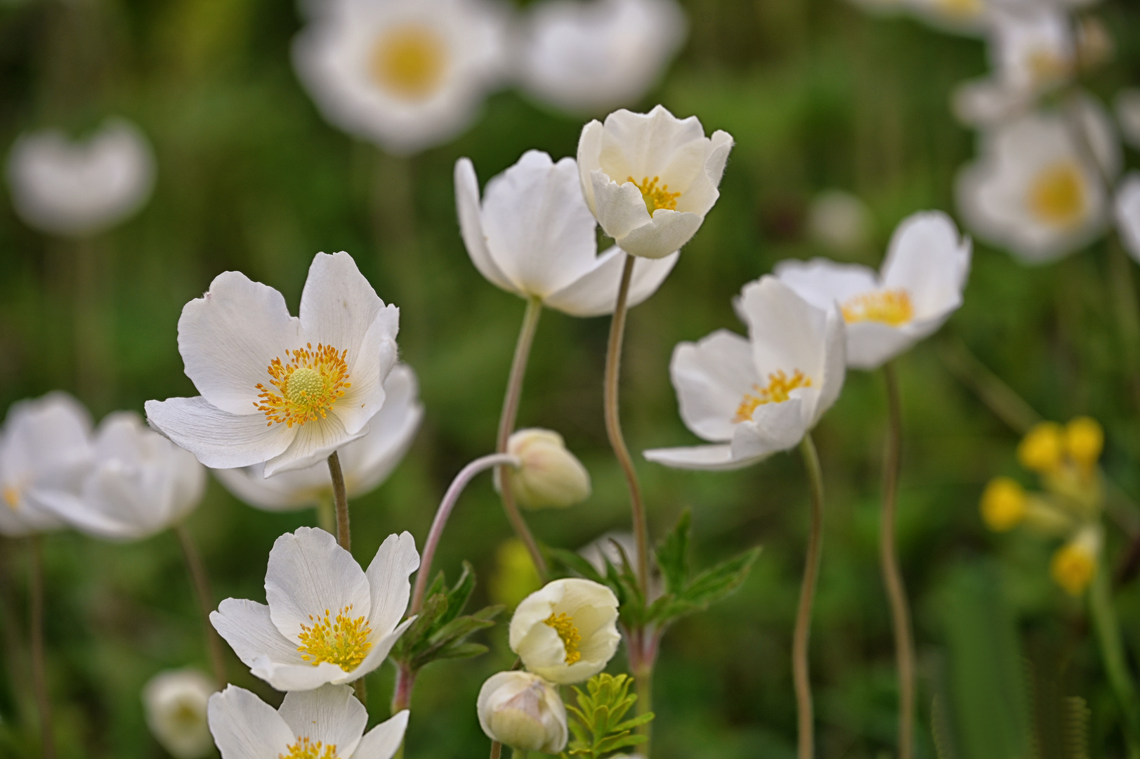 weiße Anemonen... Foto & Bild | pflanzen, pilze & flechten, blüten- & kleinpflanzen ...