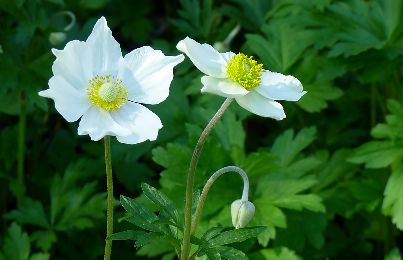 Weiße Anemonen . . . Foto & Bild | pflanzen, pilze & flechten, blüten- & kleinpflanzen ...