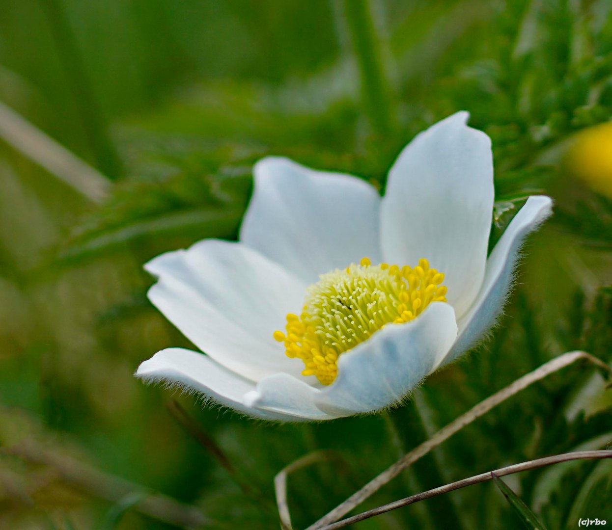 weisse Berganemone Foto & Bild | pflanzen, pilze & flechten, blüten- & kleinpflanzen, natur ...