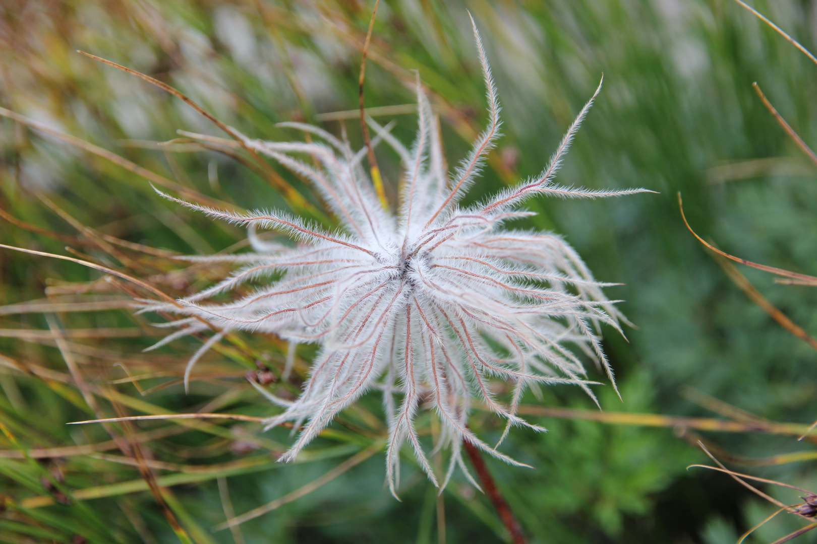 Weisse Bergblume Foto & Bild | pflanzen, pilze & flechten, blüten- & kleinpflanzen, natur Bilder ...