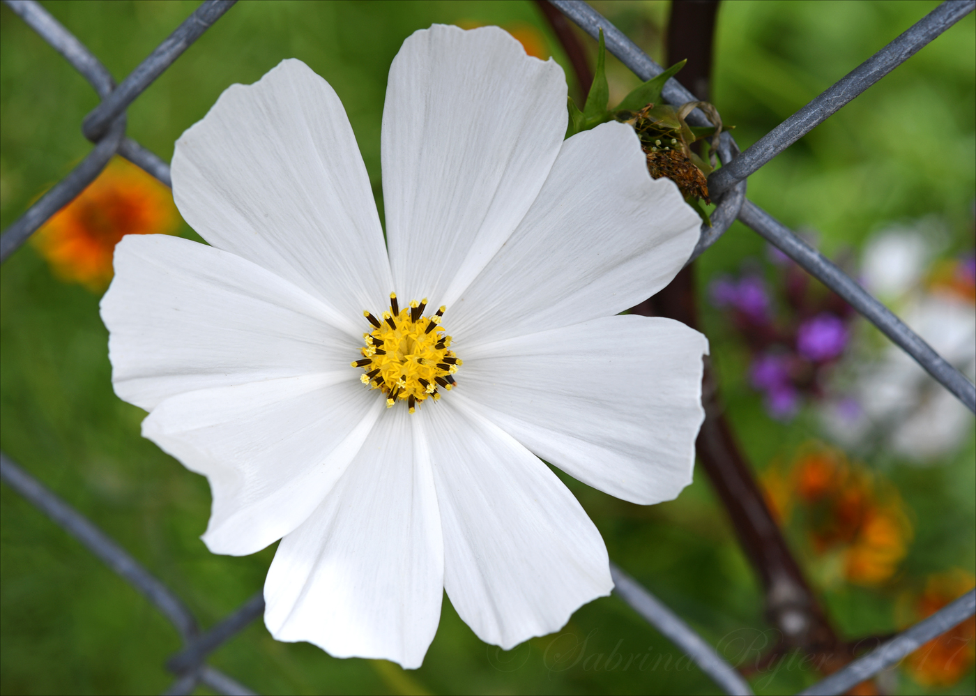Weisse Blume... Foto & Bild | pflanzen, pilze & flechten, blüten ...