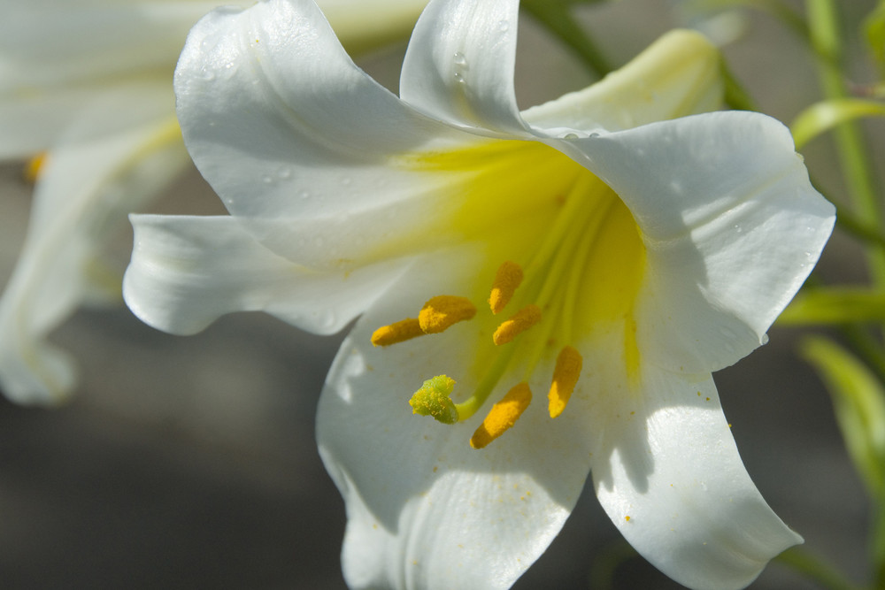 weiße Blume Foto & Bild | pflanzen, pilze & flechten, blüten- & kleinpflanzen, natur Bilder auf ...