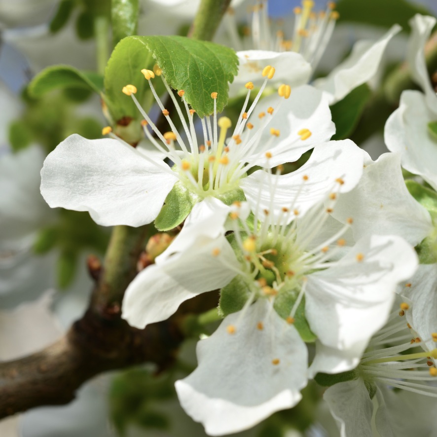 Weiße Blume Foto & Bild | nah- & makro, techniken, aufnahme-techniken Bilder auf fotocommunity
