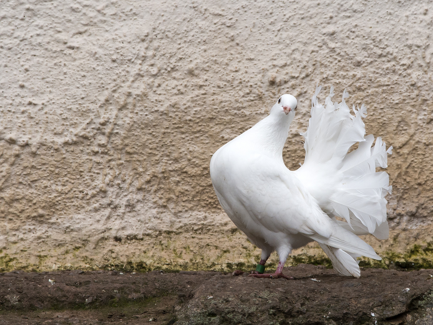 weiße Brieftaube Foto & Bild | tiere, wildlife, wild lebende vögel ...
