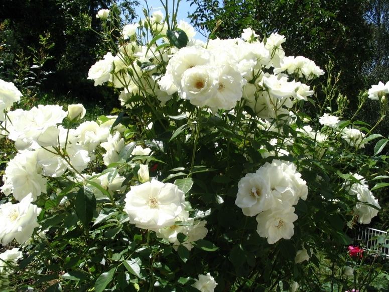 Weiße Buschrosen Foto & Bild | pflanzen, pilze & flechten, blüten ...