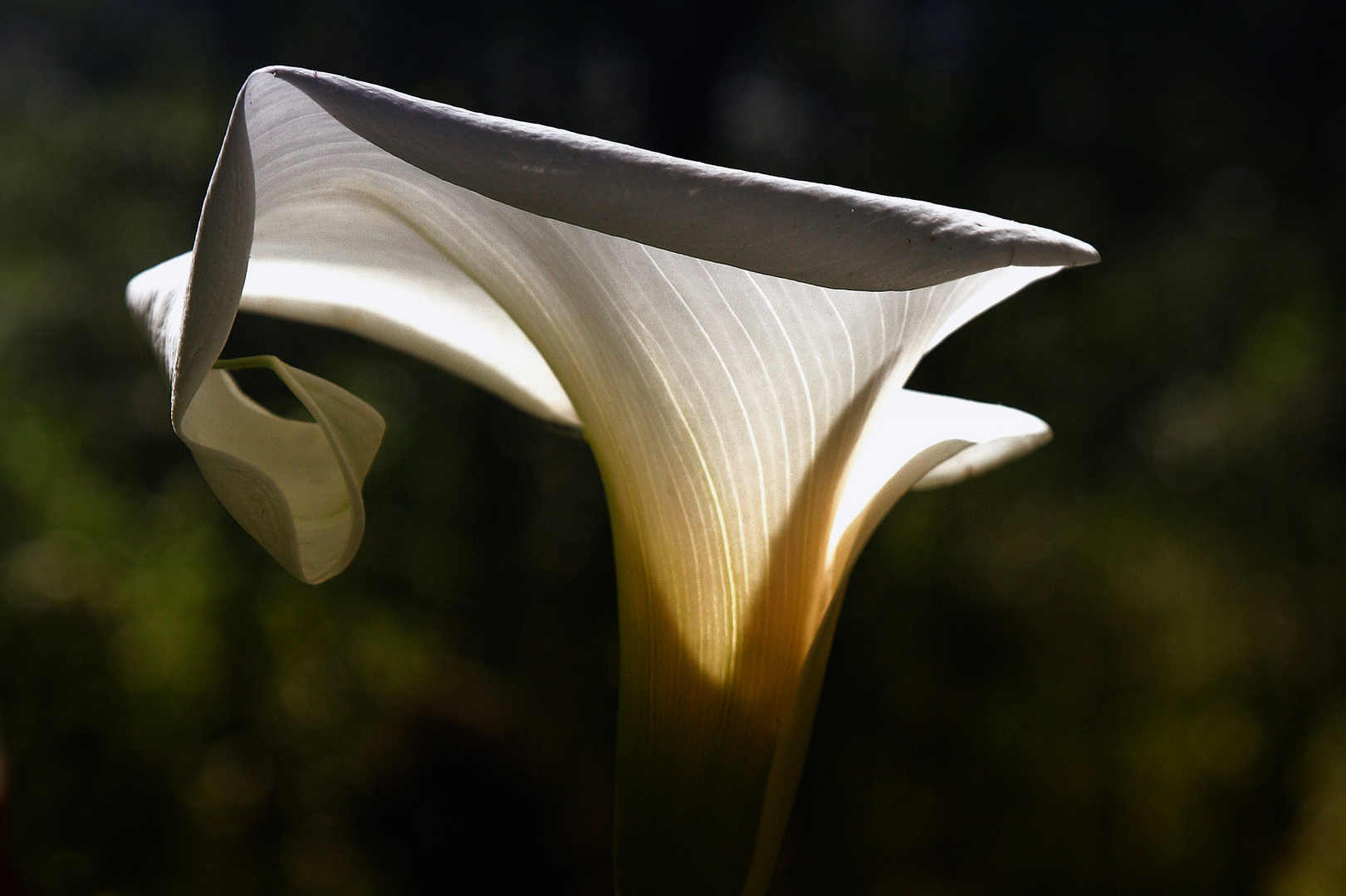 Weiße Calla (Zantedeschia aethiopica) Foto & Bild | pflanzen, pilze ...
