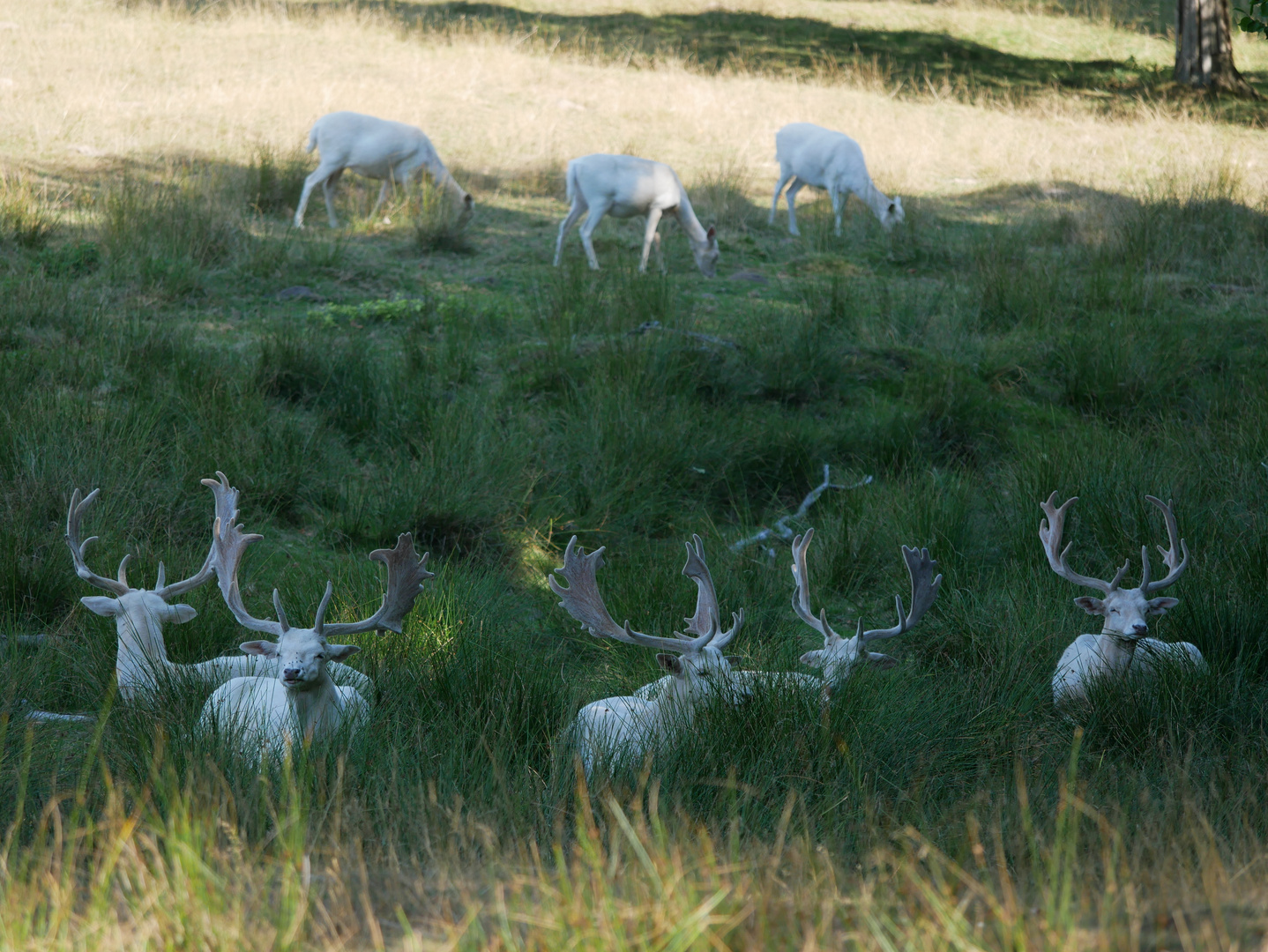 Weiße Damhirsche beim chillen Foto & Bild | tiere, weiß, wildlife ...