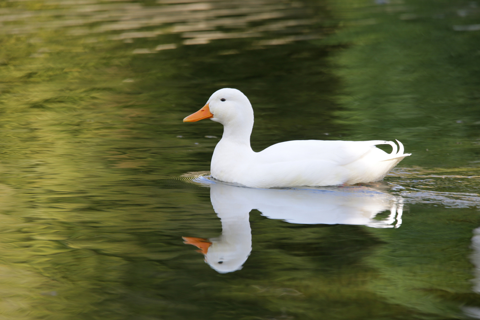 Weisse Ente Foto & Bild | tiere, wildlife, wild lebende vögel Bilder ...