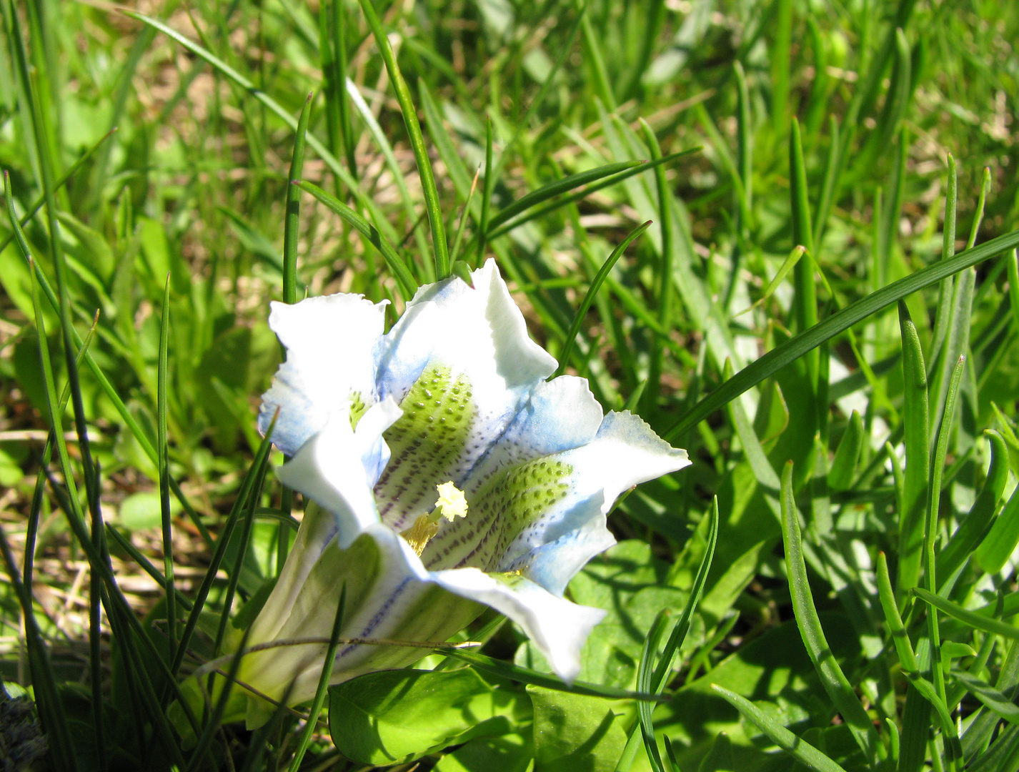 Weisse Enzian Foto & Bild | pflanzen, pilze & flechten, blüten- & kleinpflanzen, pflanzen Bilder ...