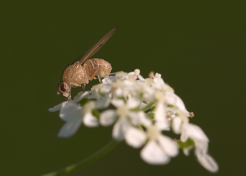 weiße Fliege auf weißem Grund. Foto & Bild | tiere, wildlife, insekten ...