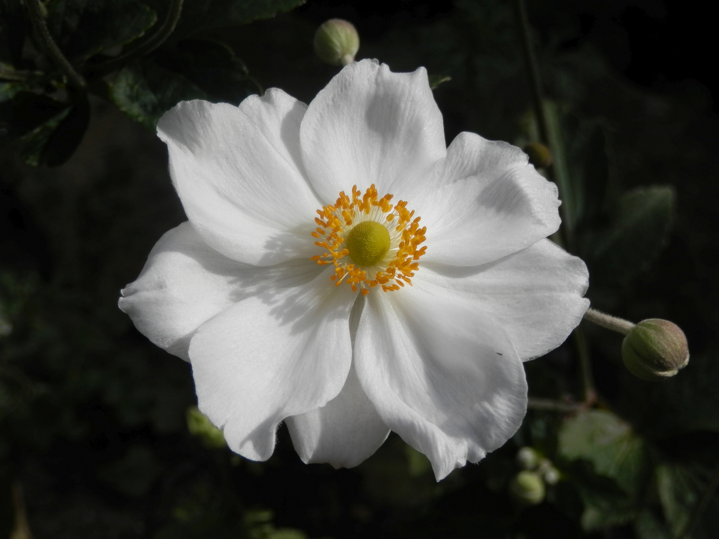 Weiße Herbst-Anemone (Anemone hupehensis f. alba) Foto & Bild ...