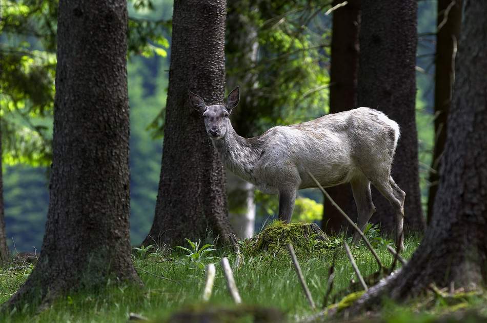 Weisse Hirschkuh Foto & Bild | tiere, wildlife, säugetiere Bilder auf ...