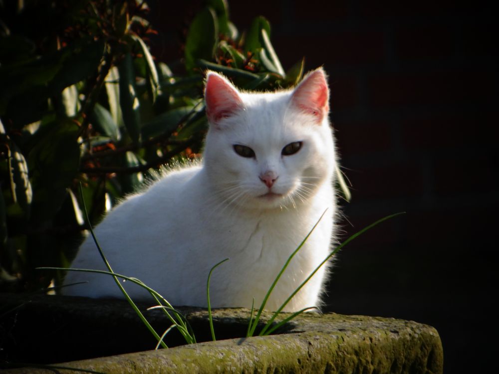 Weiße Katze Foto & Bild | natur, katze, katzen Bilder auf fotocommunity
