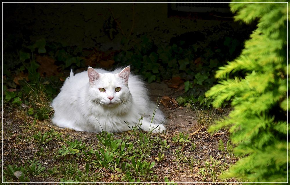 weisse Katze Foto & Bild | tiere, haustiere, katzen Bilder auf fotocommunity