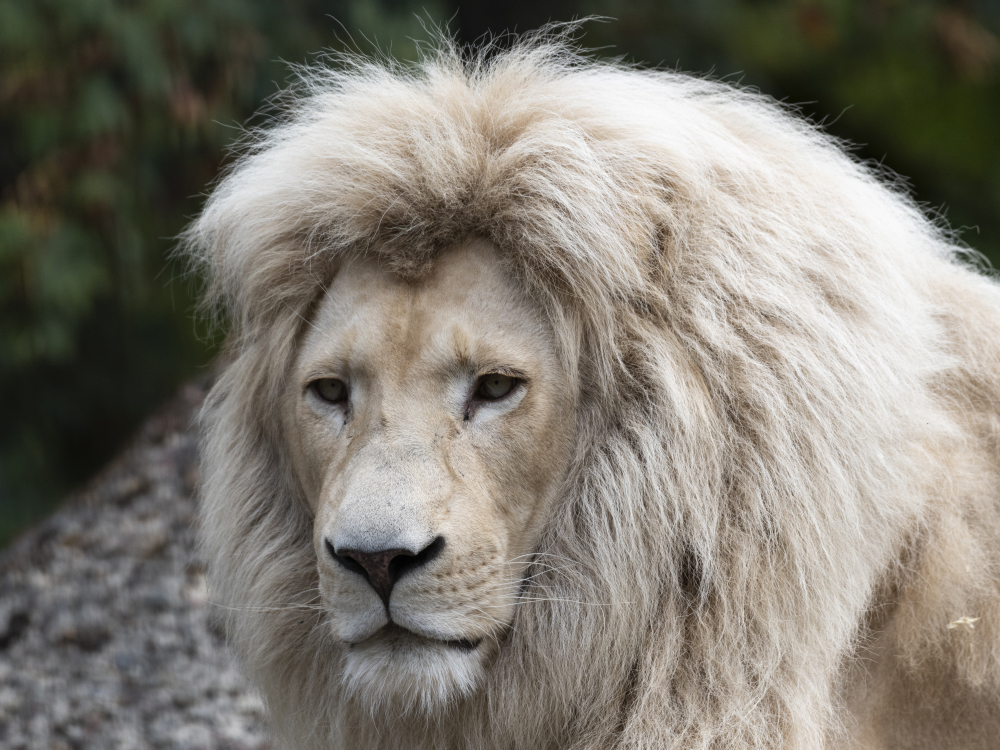 Weiße Löwen Foto & Bild | tiere, zoo, wildpark & falknerei, säugetiere ...