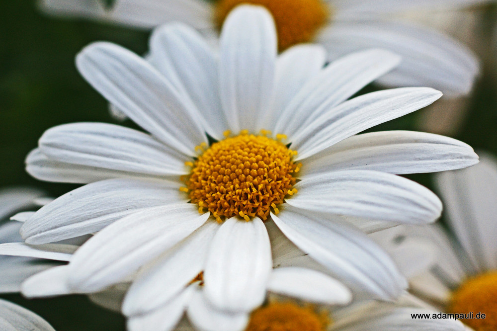 weiße margerite Foto & Bild | pflanzen, pilze & flechten, blüten ...