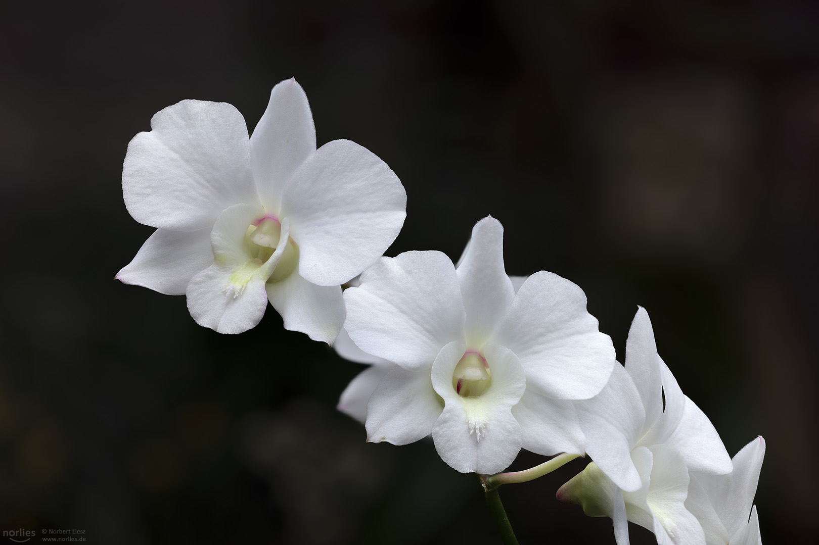 Weiße Orchidee - dendrobium Foto & Bild | flower, natur, farbe Bilder ...