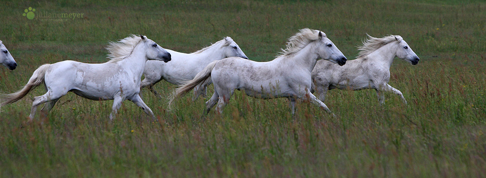 Weiße Pferde Foto & Bild | tiere, haustiere, pferde, esel, maultiere ...