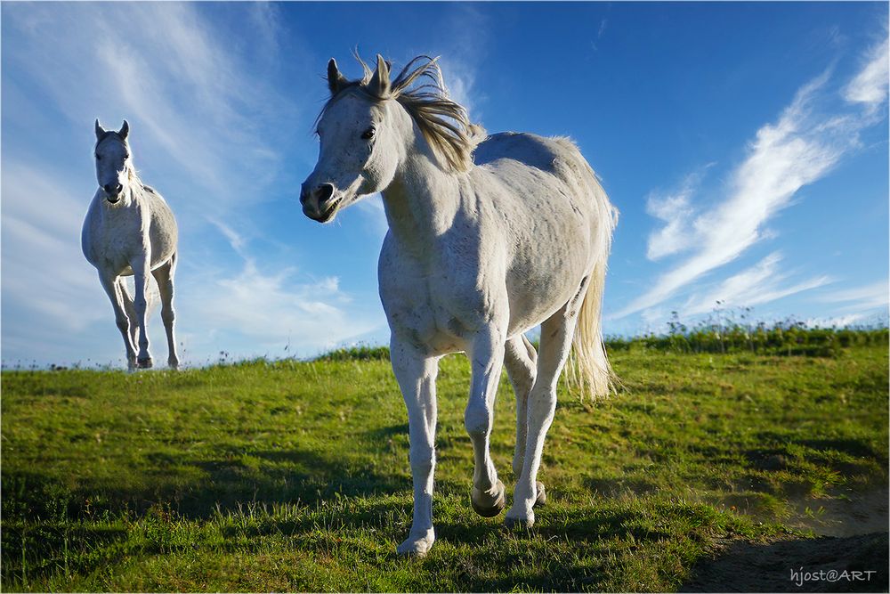 weisse Pferde ... Foto & Bild | fotos, spezial, sommer Bilder auf ...