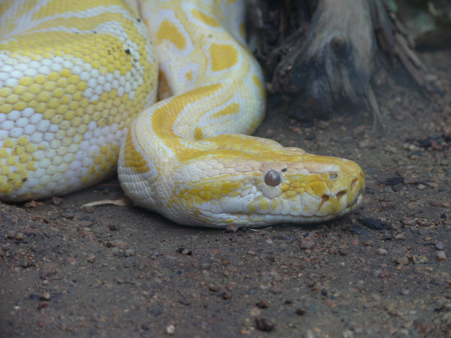 - weiße Python - Foto & Bild | tiere, zoo, wildpark & falknerei ...