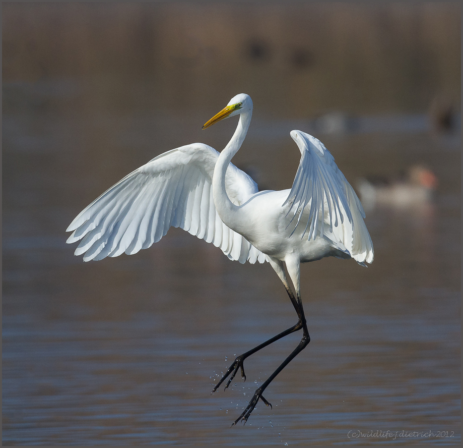 Weiße Reiher (1.) Foto & Bild | tiere, wildlife, wild lebende vögel ...