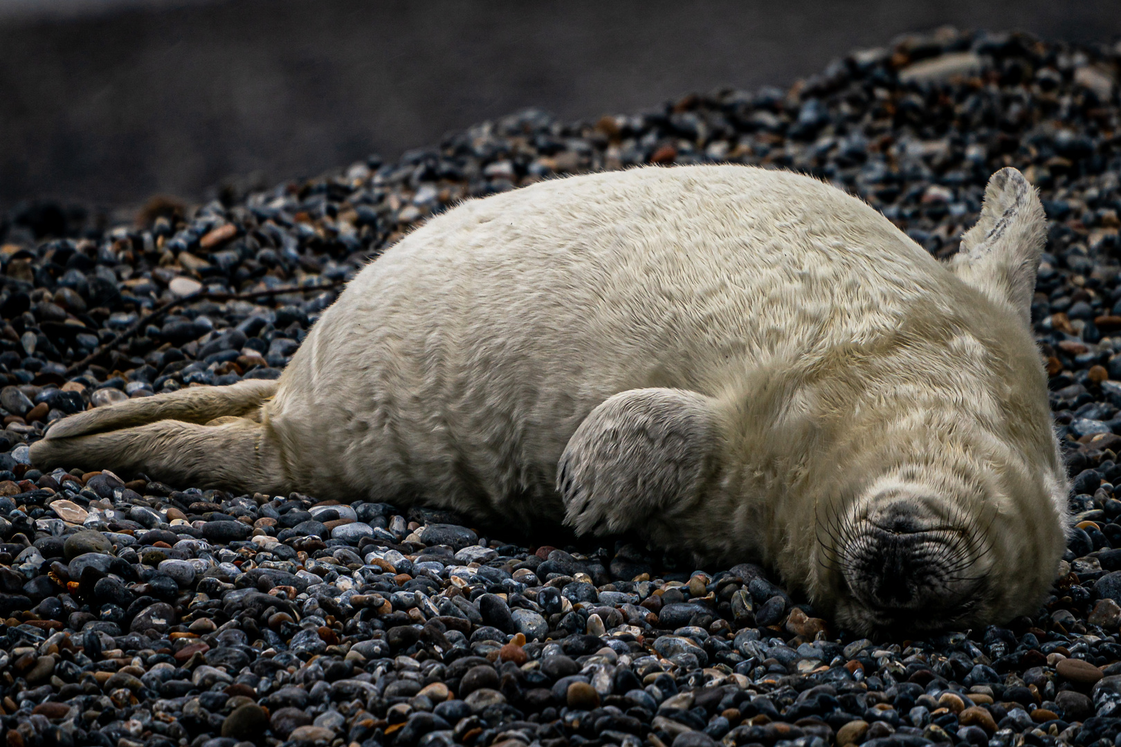Weiße Robbe in Helgoland Foto & Bild | deutschland, europe, schleswig ...