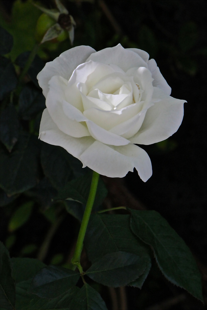 Weiße Rose 1 Foto & Bild | pflanzen, pilze & flechten, blüten ...