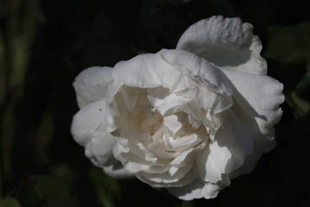 weiße Rose Foto & Bild | pflanzen, pilze & flechten, blüten ...