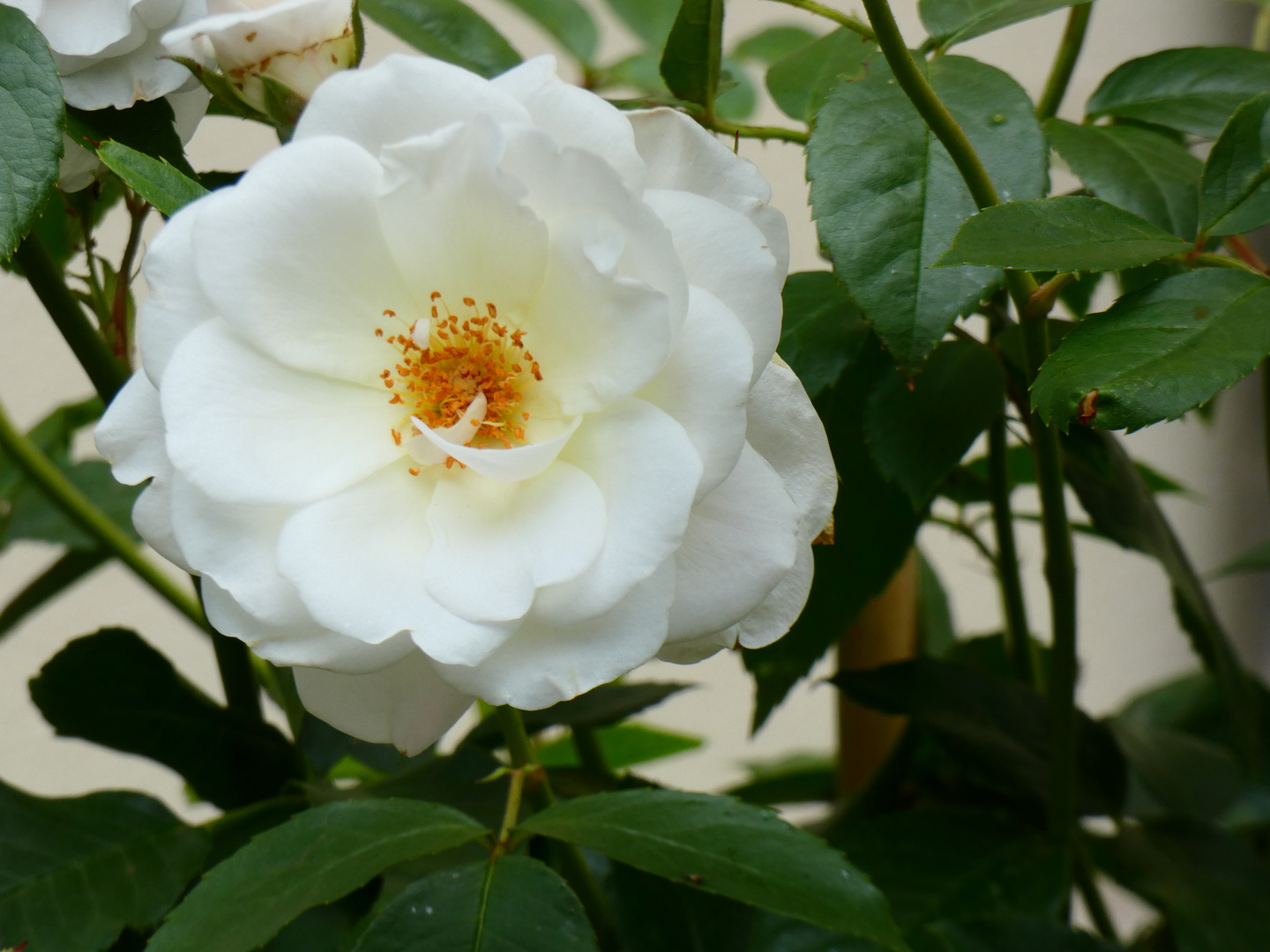 Weiße Rose Foto & Bild | pflanzen, pilze & flechten, blüten ...