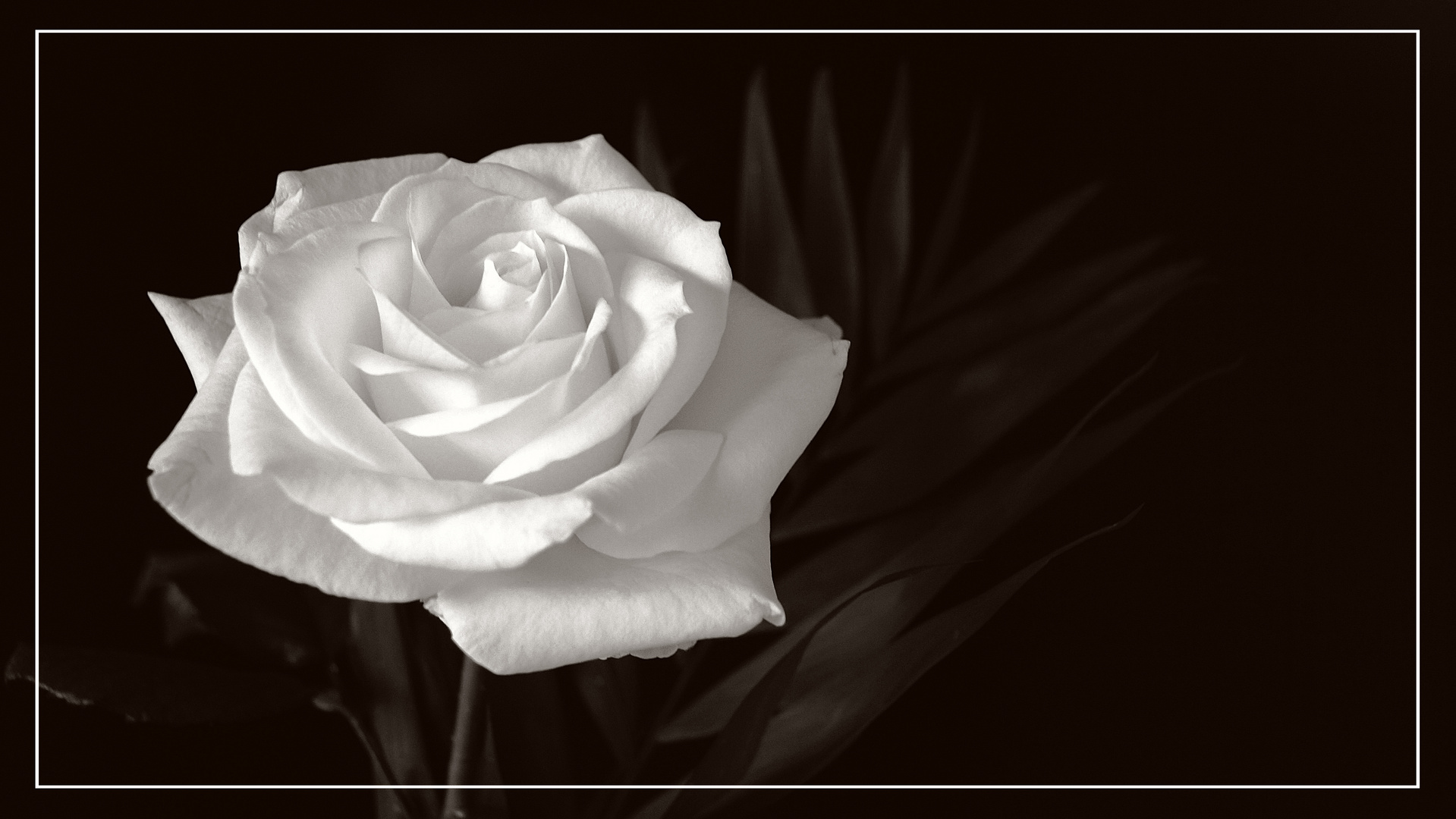 Weisse Rose Foto & Bild | natur-makros, fotokunst, monochrome fine art ...