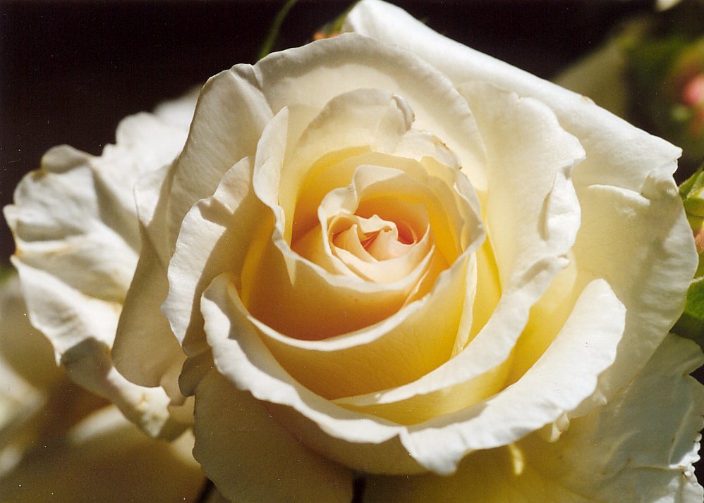 Weiße Rose Foto & Bild | pflanzen, pilze & flechten, blüten ...