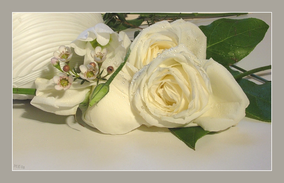 weiße Rosen Foto & Bild | pflanzen, pilze & flechten, blüten ...